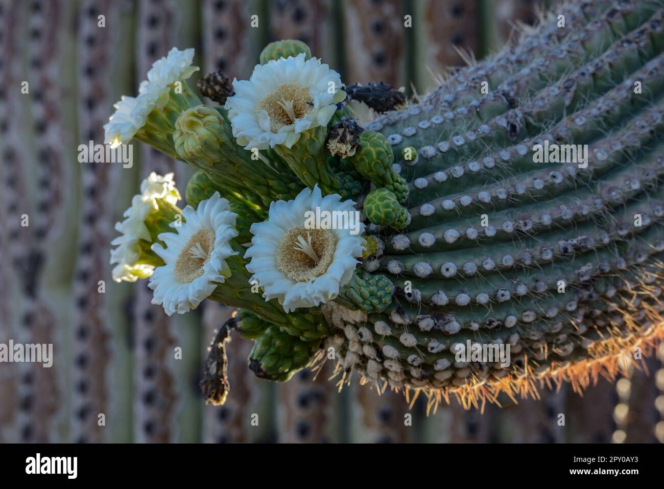 USA; Arizona; Desert Southwest, blooming saguaro cactus Stock Photo - Alamy