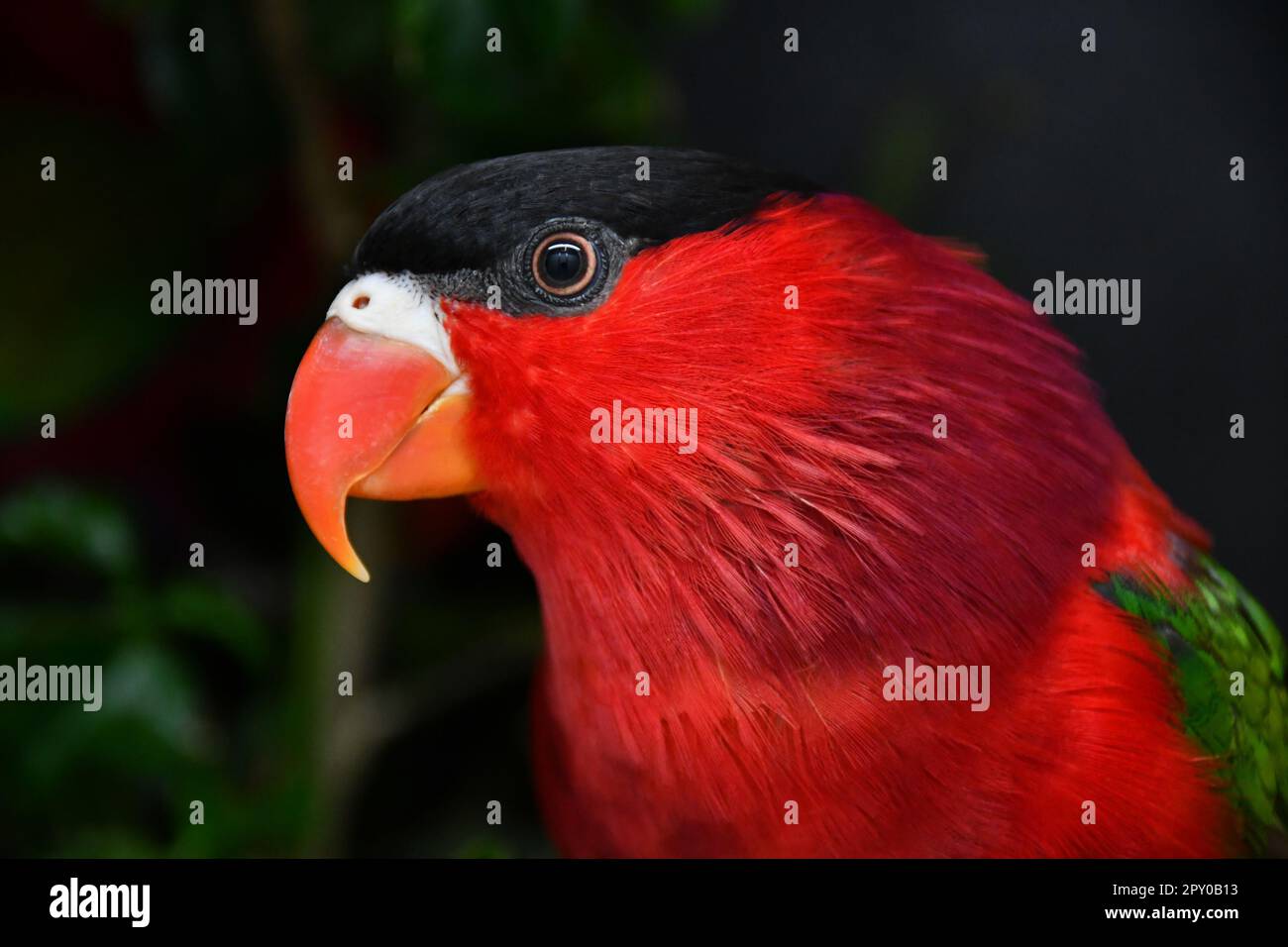 Purple bellied parrot hi-res stock photography and images - Alamy