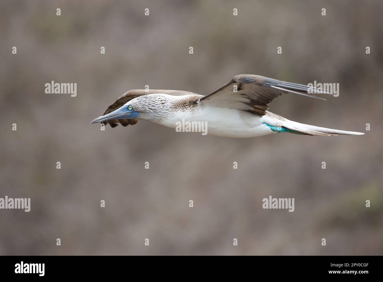 flying blue footed booby Stock Photo - Alamy