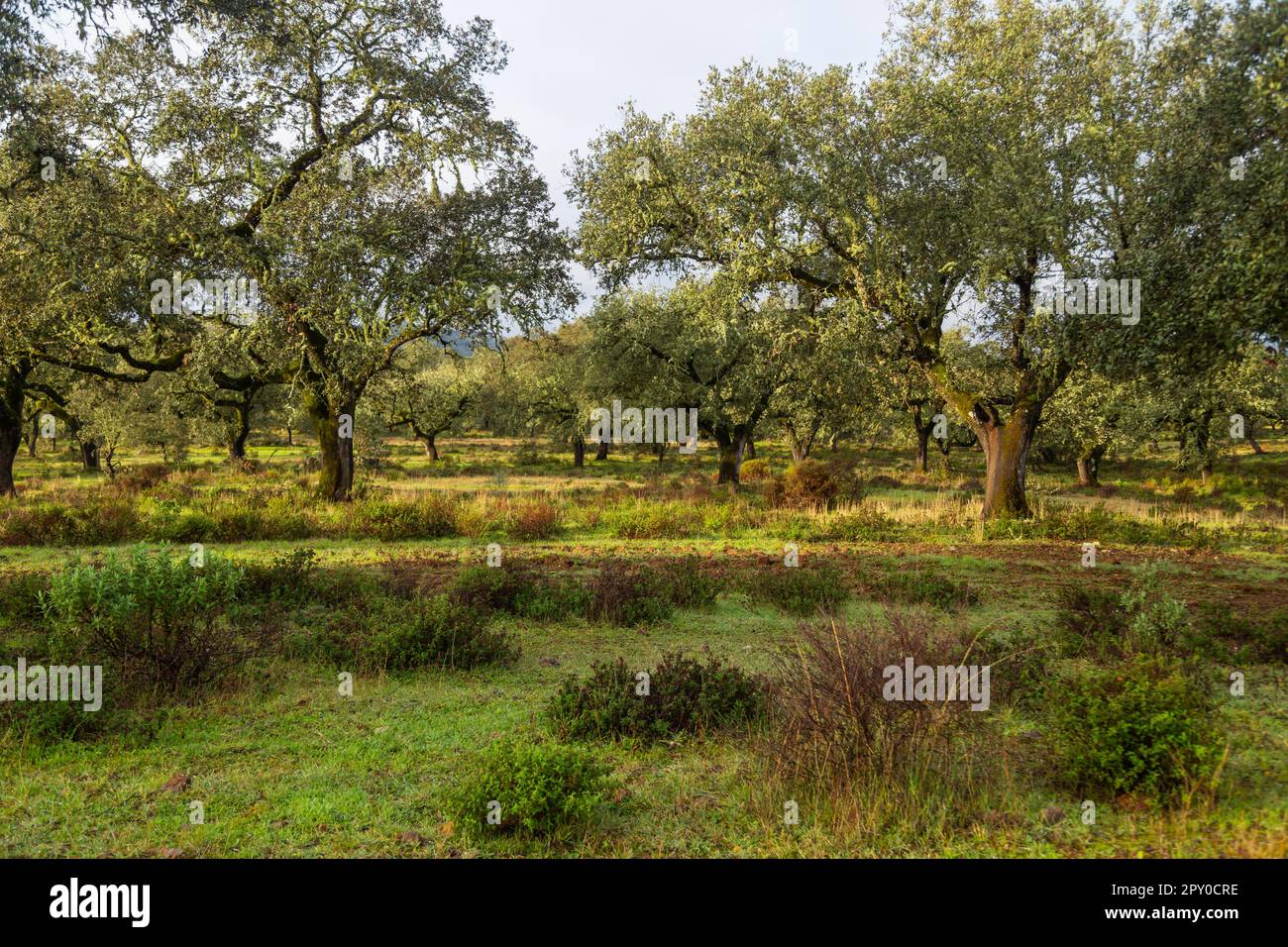 Cork oak trees (Quercus suber) in the morning, Extremadura, Spain ...