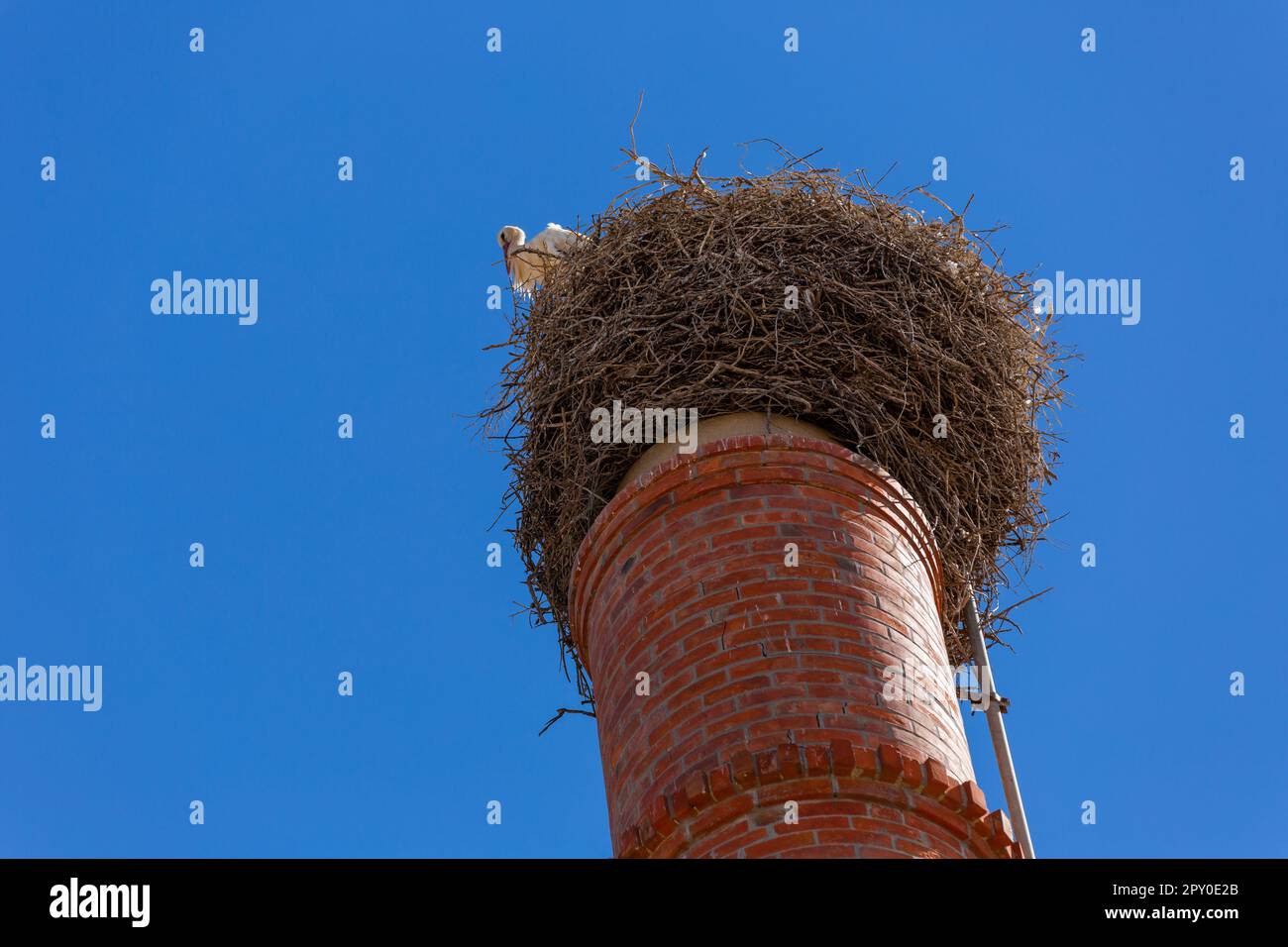 Stork in a large nest made of branches on a chimney in Algarve ...