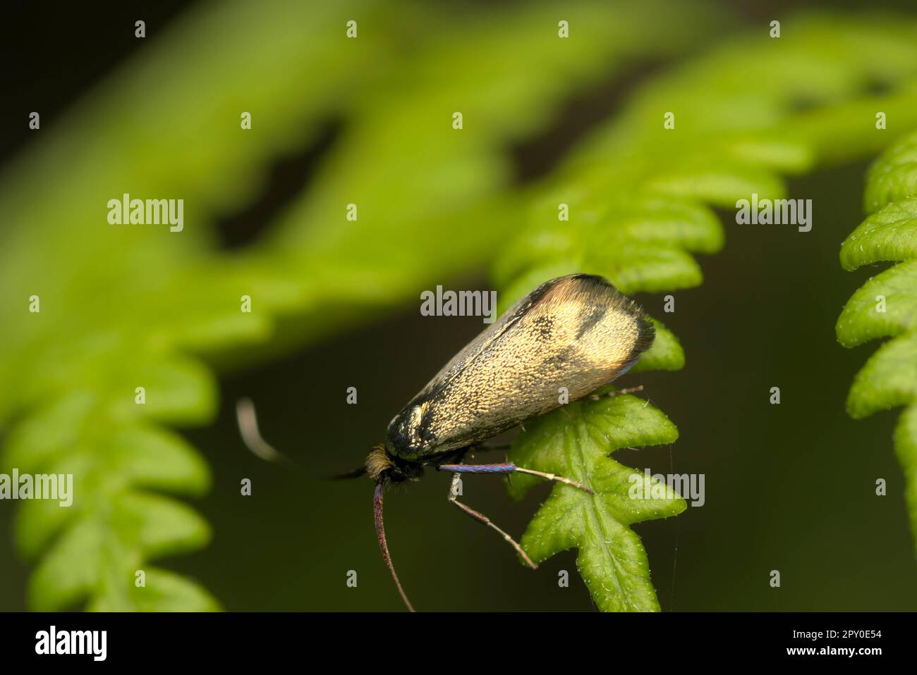 a single Green longhorn female (Adela reaumurella) on a green leaf ...