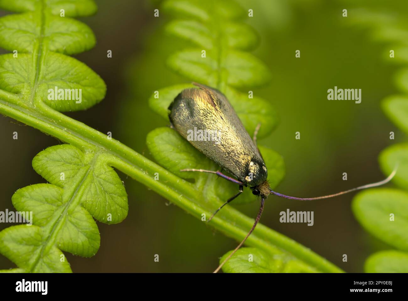 a single Green longhorn female (Adela reaumurella) on a green leaf ...