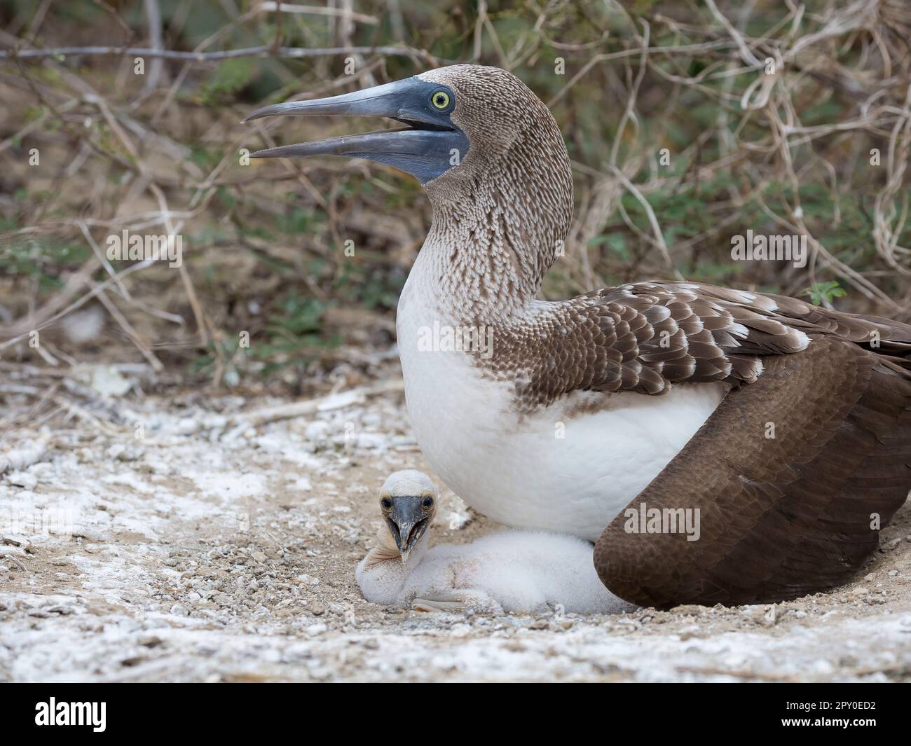 blue footed booby bird family Stock Photo - Alamy