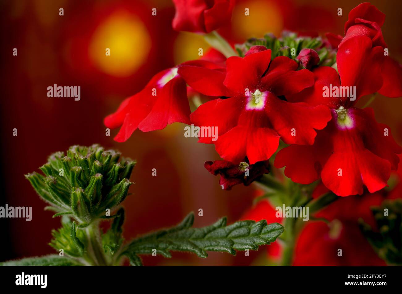 Garden verbena (Verbena hybrida), red flowers of a popular ornamental ...