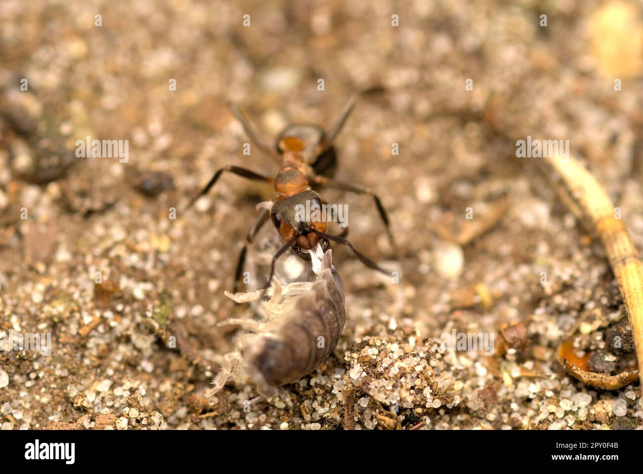 Single red wood ant (Formica rufa) with prey (Woodlouse, Isopod), macro ...