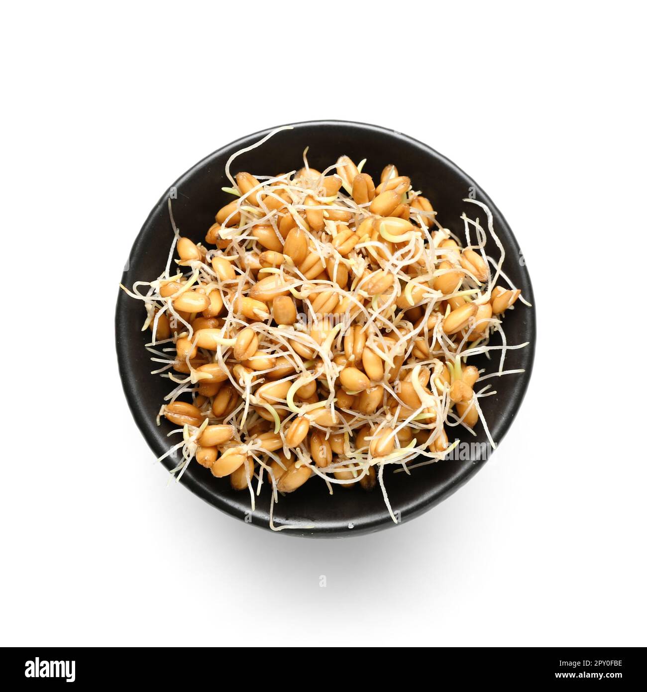 Top view sprouted wheat hi-res stock photography and images - Alamy