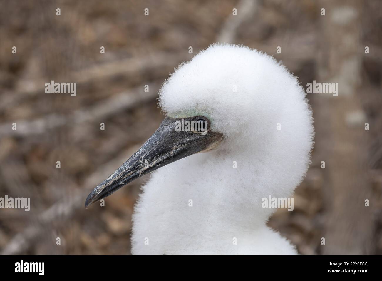 blue footed booby bird family Stock Photo - Alamy