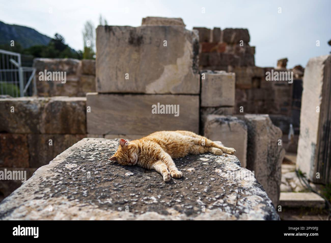 Roman cat ruins kitten hi-res stock photography and images - Alamy