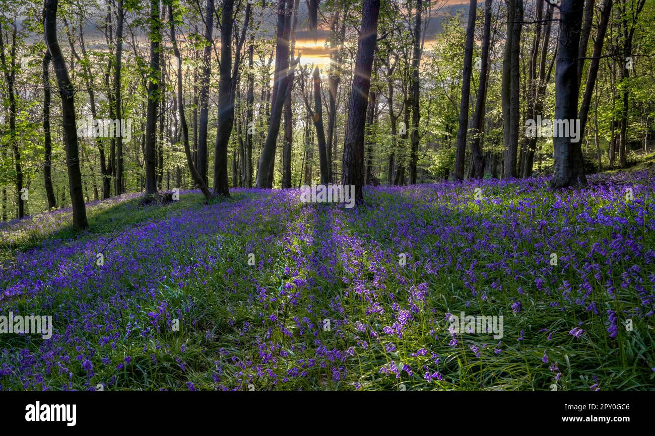 Sunset over the Bluebells in the Ten Acre Wood near Margam County Park ...