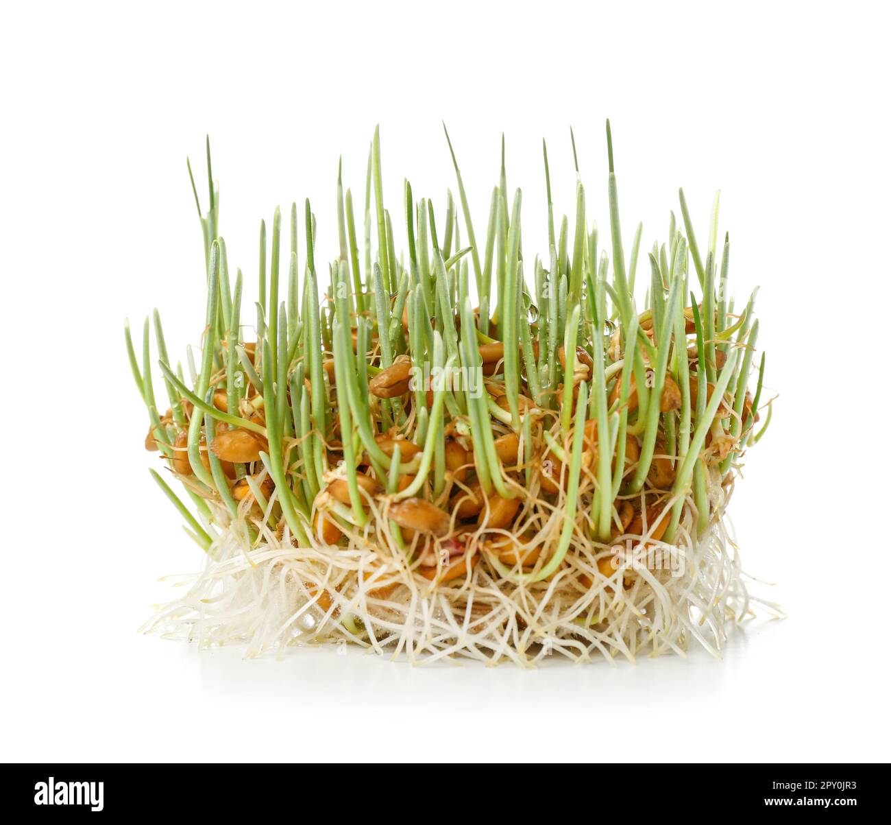 Fresh wheatgrass on white background Stock Photo - Alamy