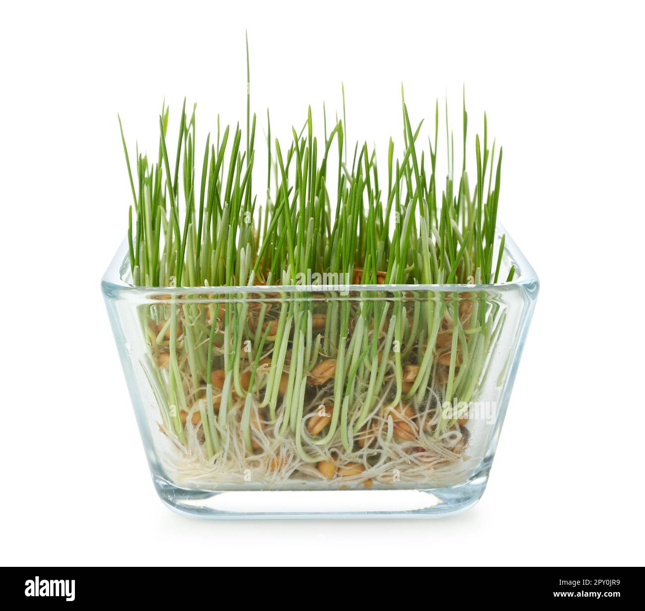 Container with fresh wheatgrass on white background Stock Photo - Alamy