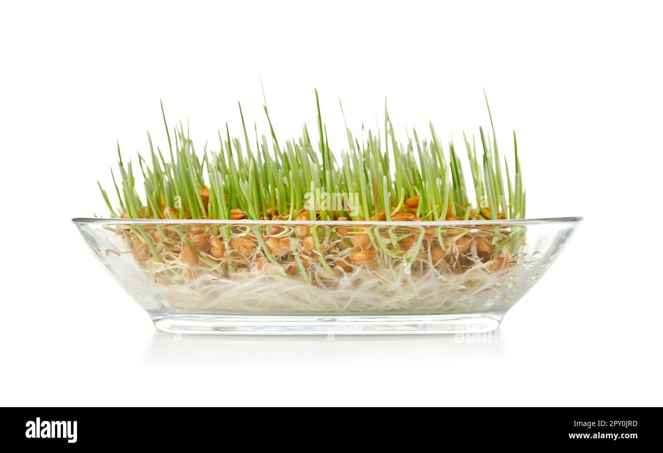 Container with fresh wheatgrass on white background Stock Photo - Alamy