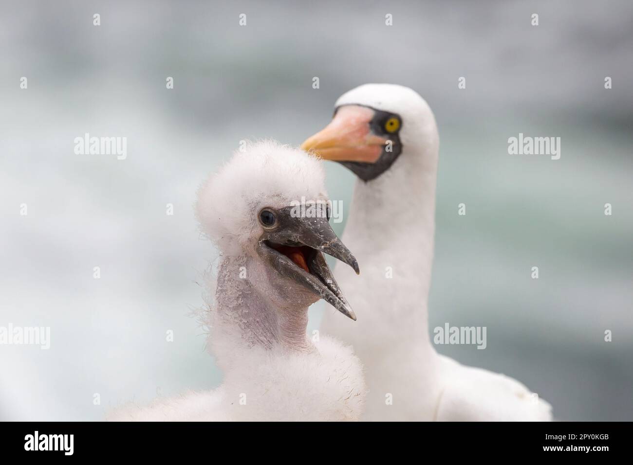 nazca booby in galapagos, ecuador Stock Photo - Alamy