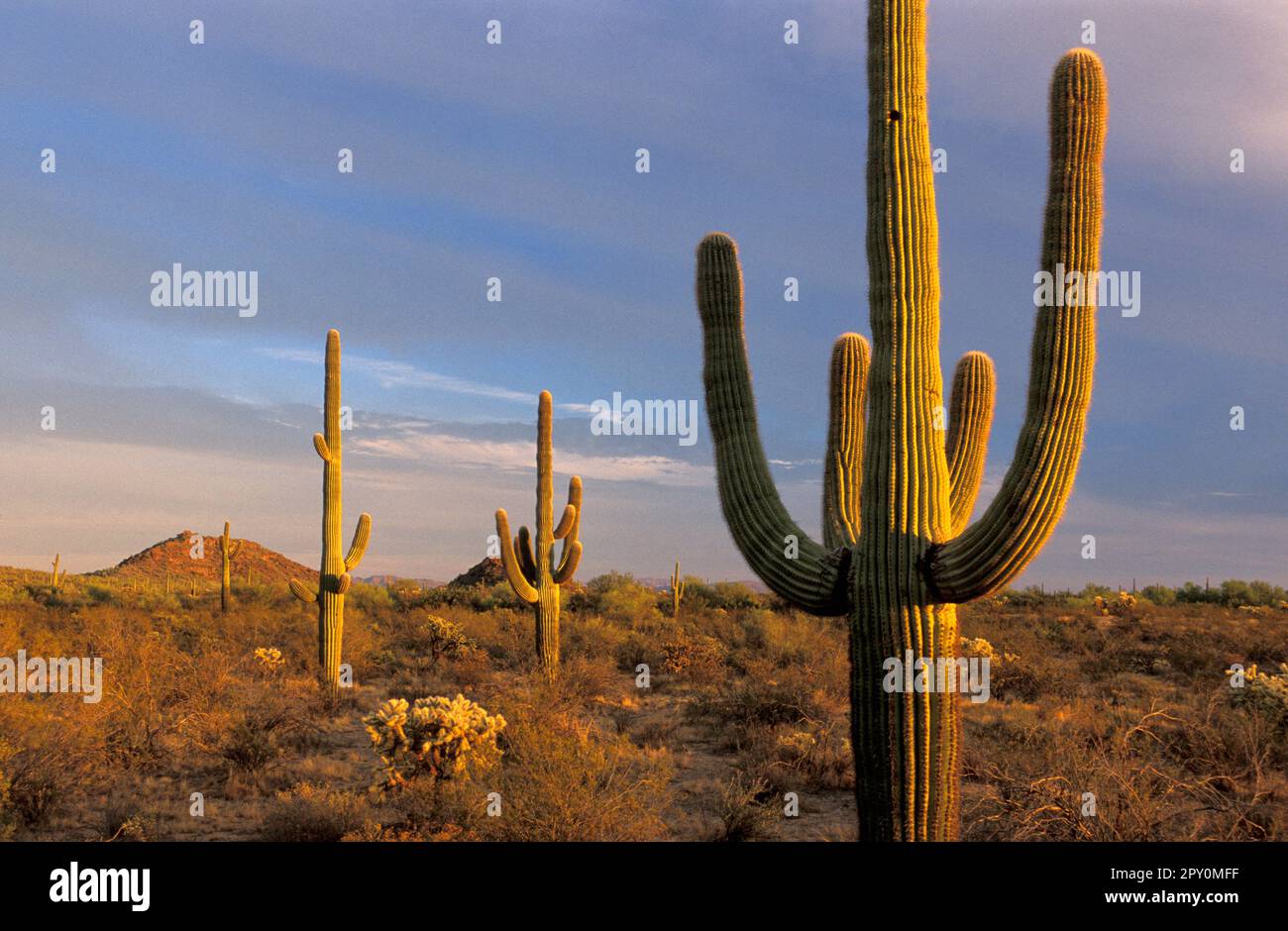 USA, Arizona, Tucson, Organ Pipe, National Monument Stock Photo - Alamy