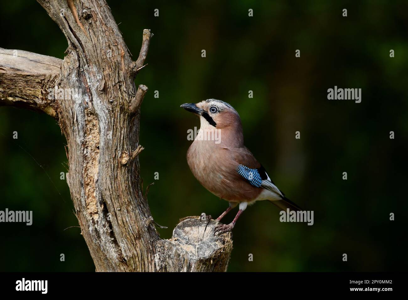 Jay uk nest hi-res stock photography and images - Alamy