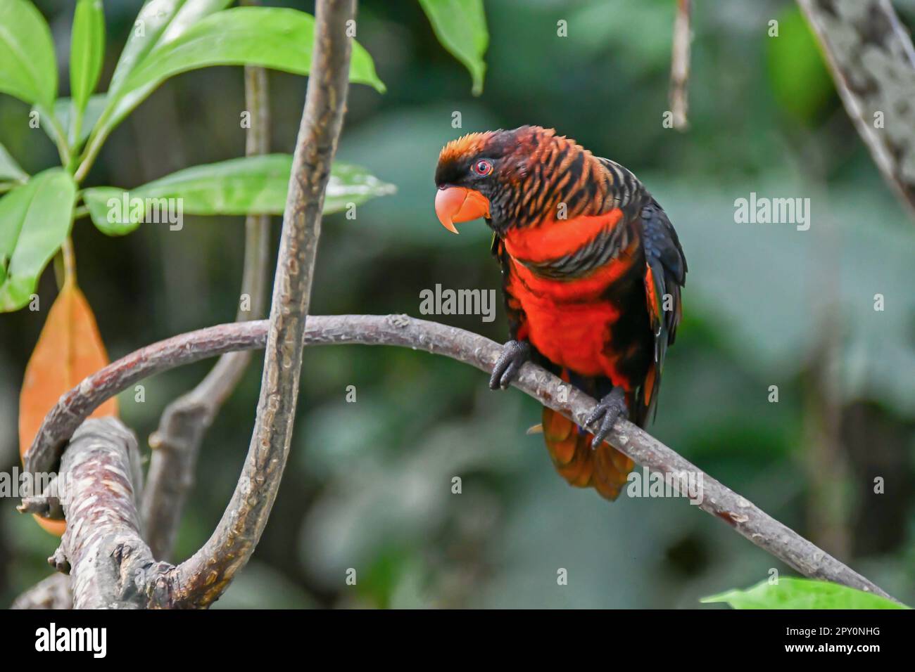 Lory parrot hi-res stock photography and images - Alamy