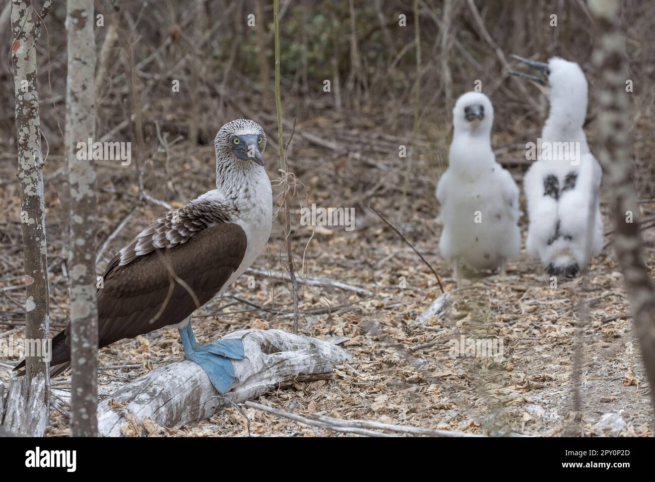 Blue footed booby webbed feet hi-res stock photography and images - Alamy
