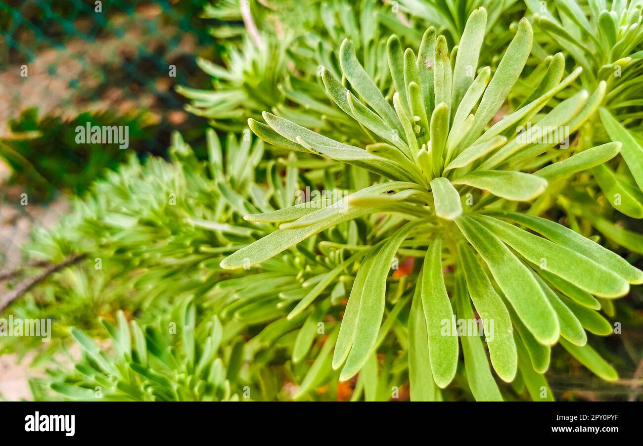 Beautiful tropical caribbean beach plant plants tree flower in green ...