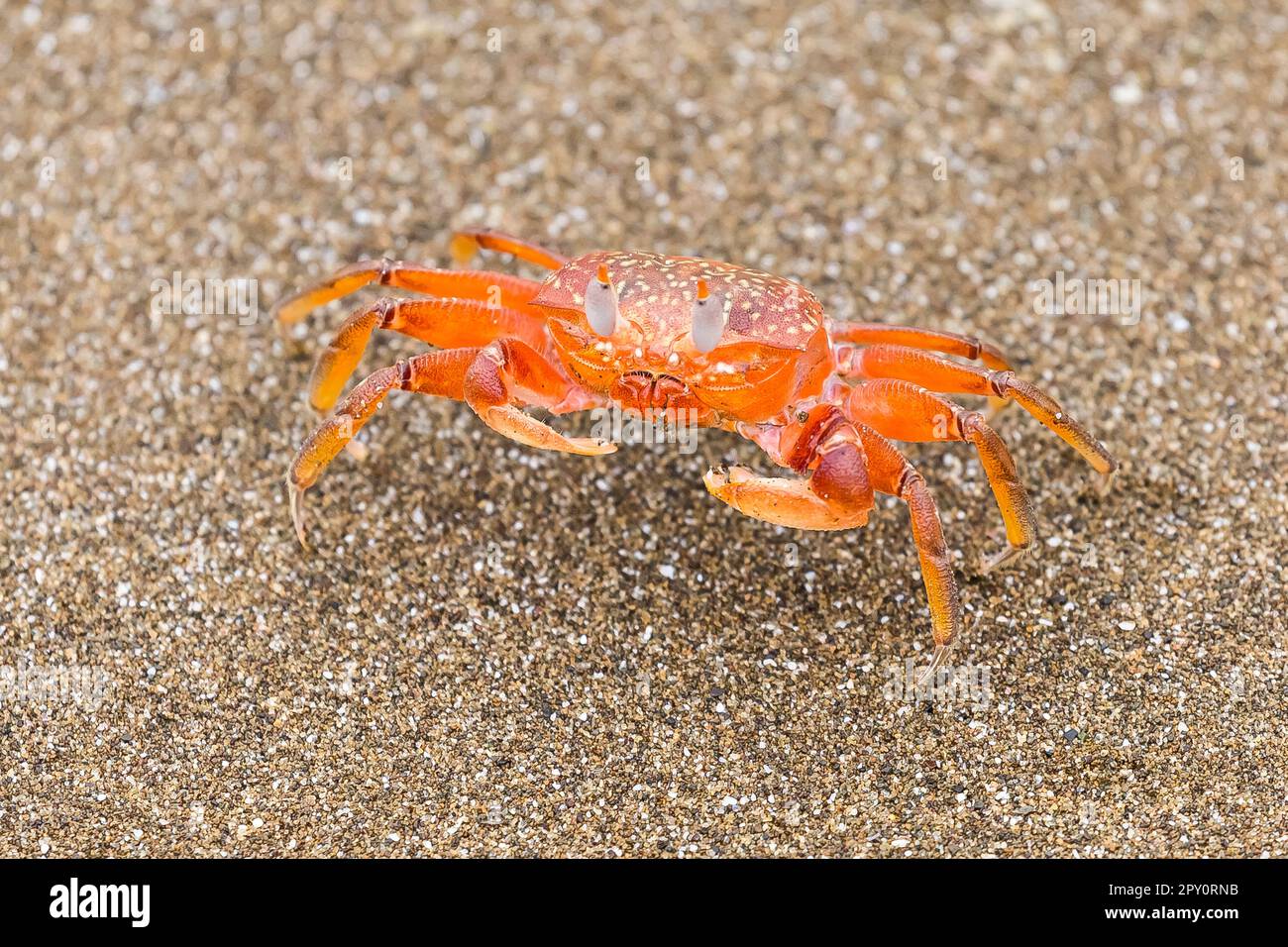orange crab on sandy beach Stock Photo - Alamy