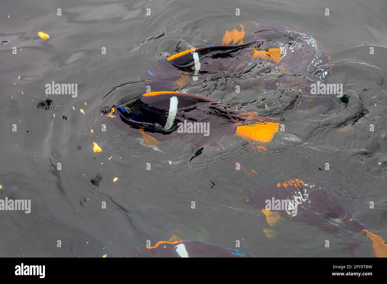 tropical fish in ecuador Stock Photo - Alamy