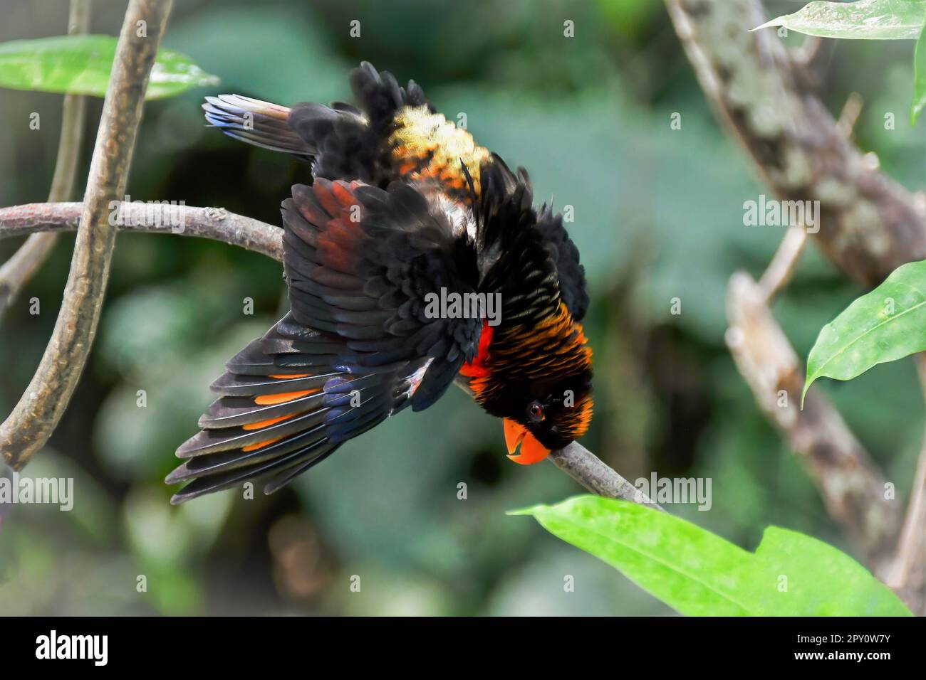Lory parrot hi-res stock photography and images - Alamy