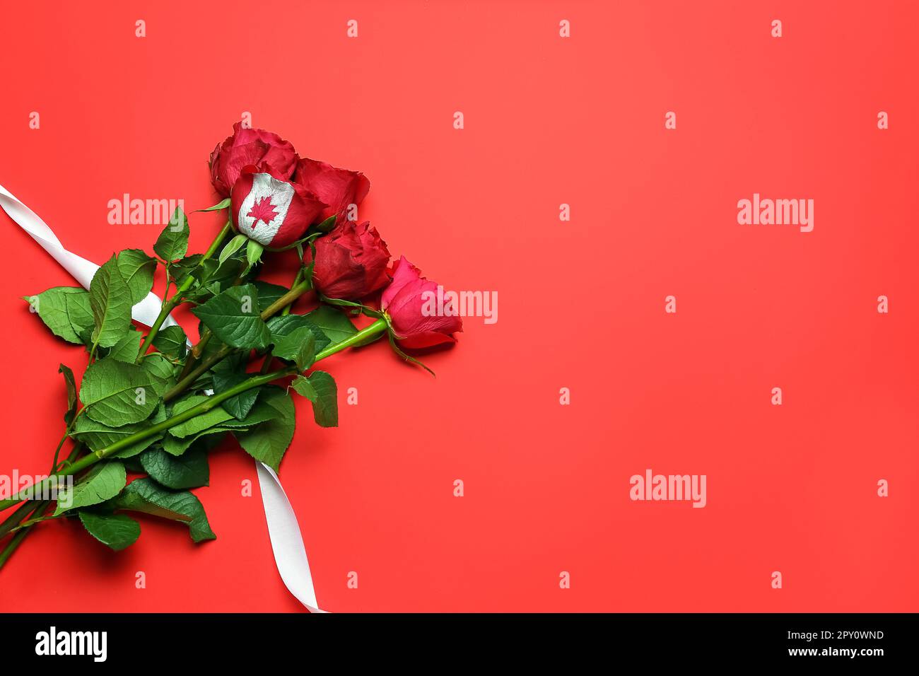 Roses with drawn Canadian flag and ribbon on red background Stock Photo ...