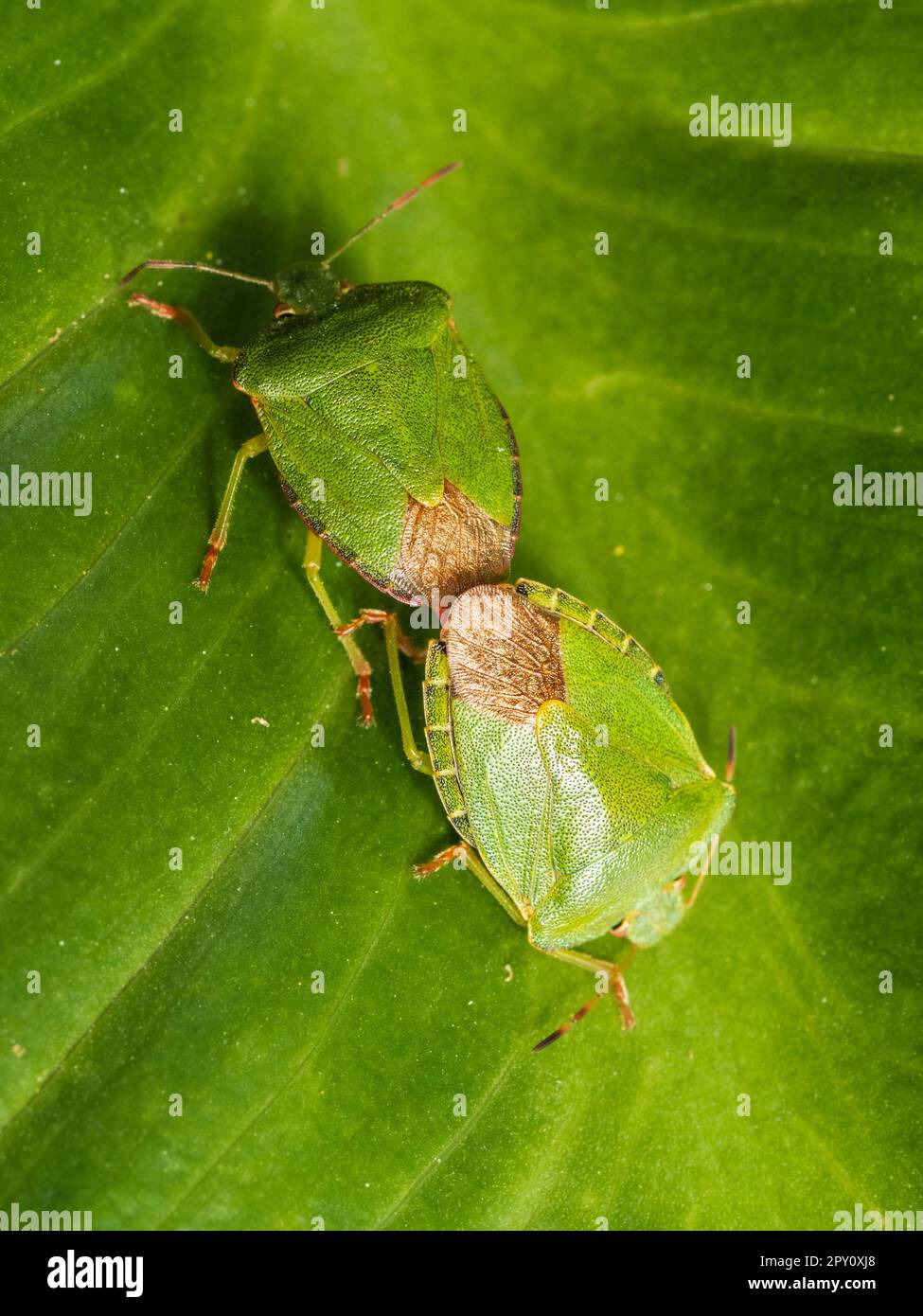 Pair of the green shield bugs, Palomena prasina, mating in a UK garden ...