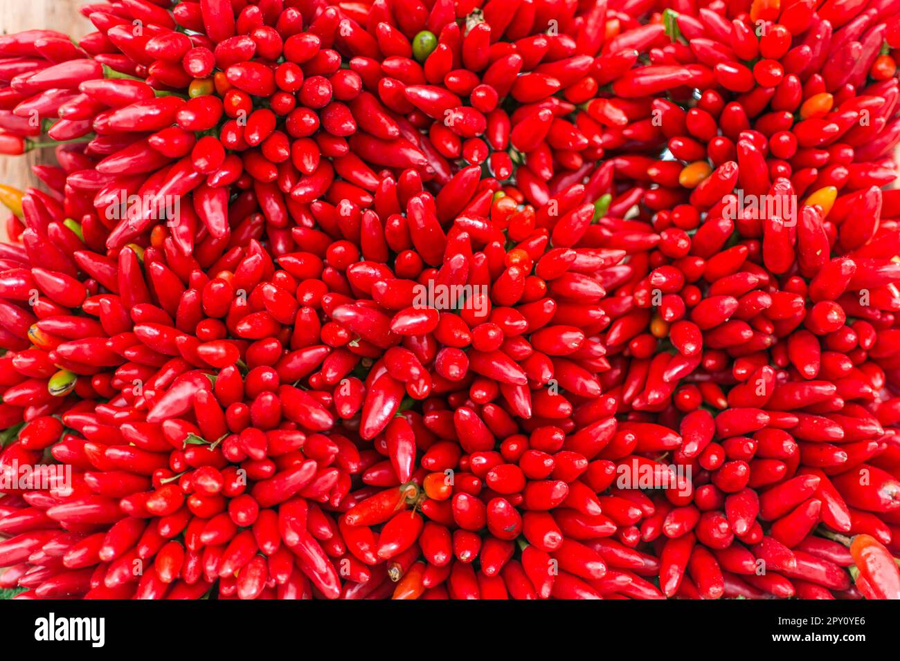 Bunches of red hot chilli peppers in close-up Stock Photo - Alamy