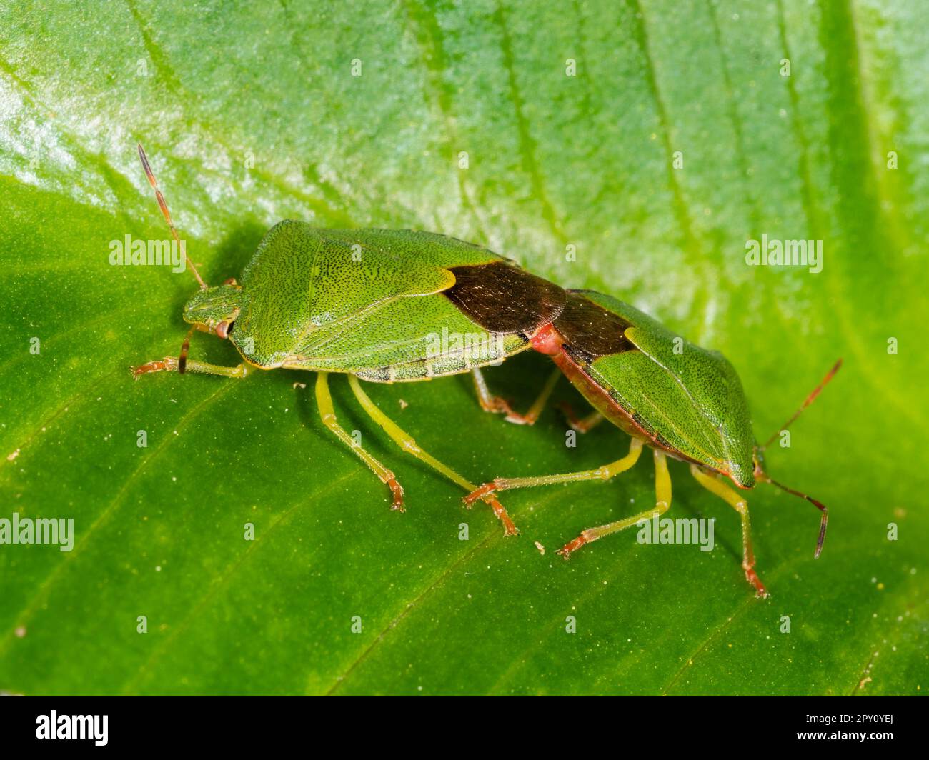 Pair of the green shield bugs, Palomena prasina, mating in a UK garden ...