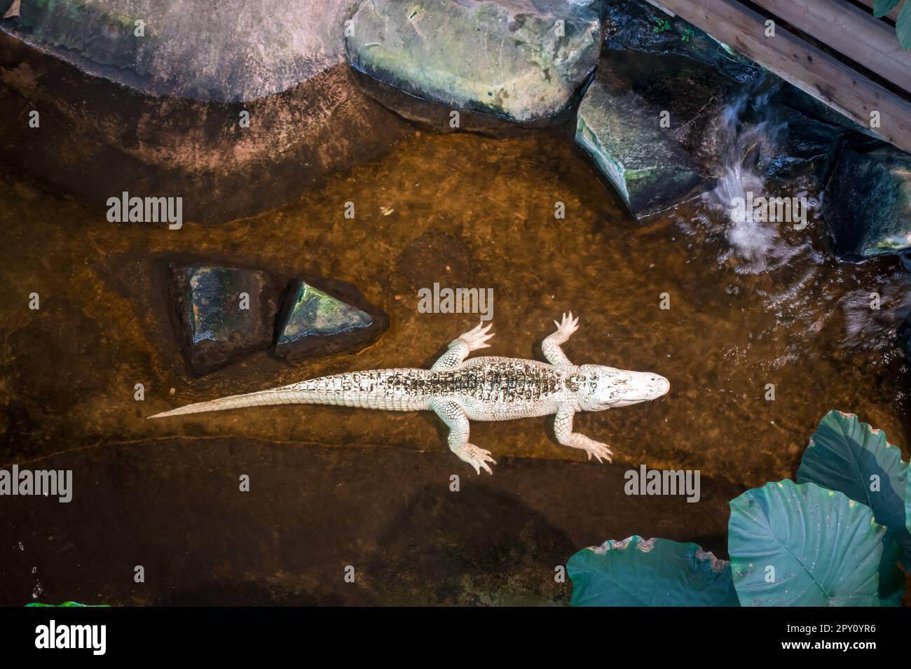 White albino alligator in aquarium. Top view Stock Photo - Alamy