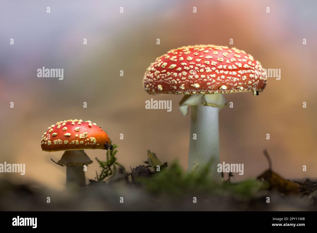 Big toadstool hi-res stock photography and images - Alamy