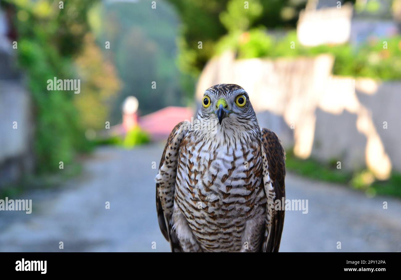 Turkey hawks hi-res stock photography and images - Alamy