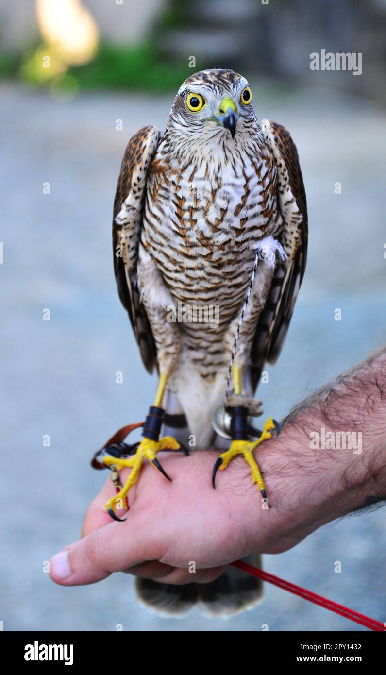Hawks are a very popular animal in Turkey Stock Photo - Alamy