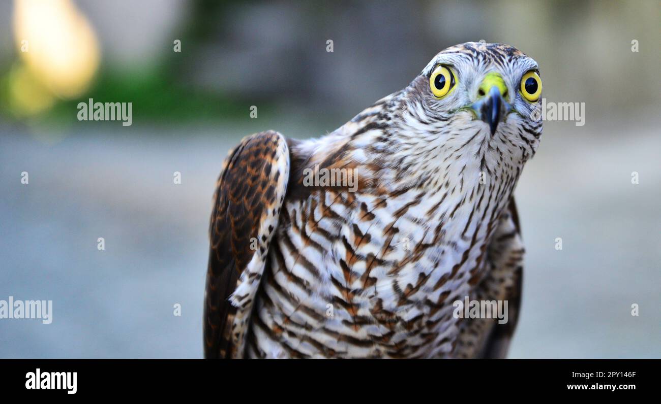 Hawks are a very popular animal in Turkey Stock Photo - Alamy