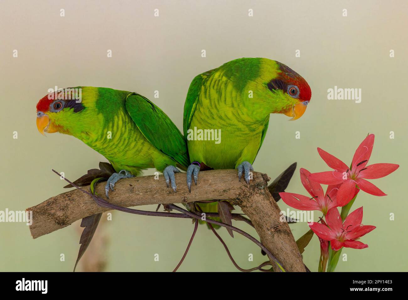 Iris lorikeet saudareos iris hi-res stock photography and images - Alamy