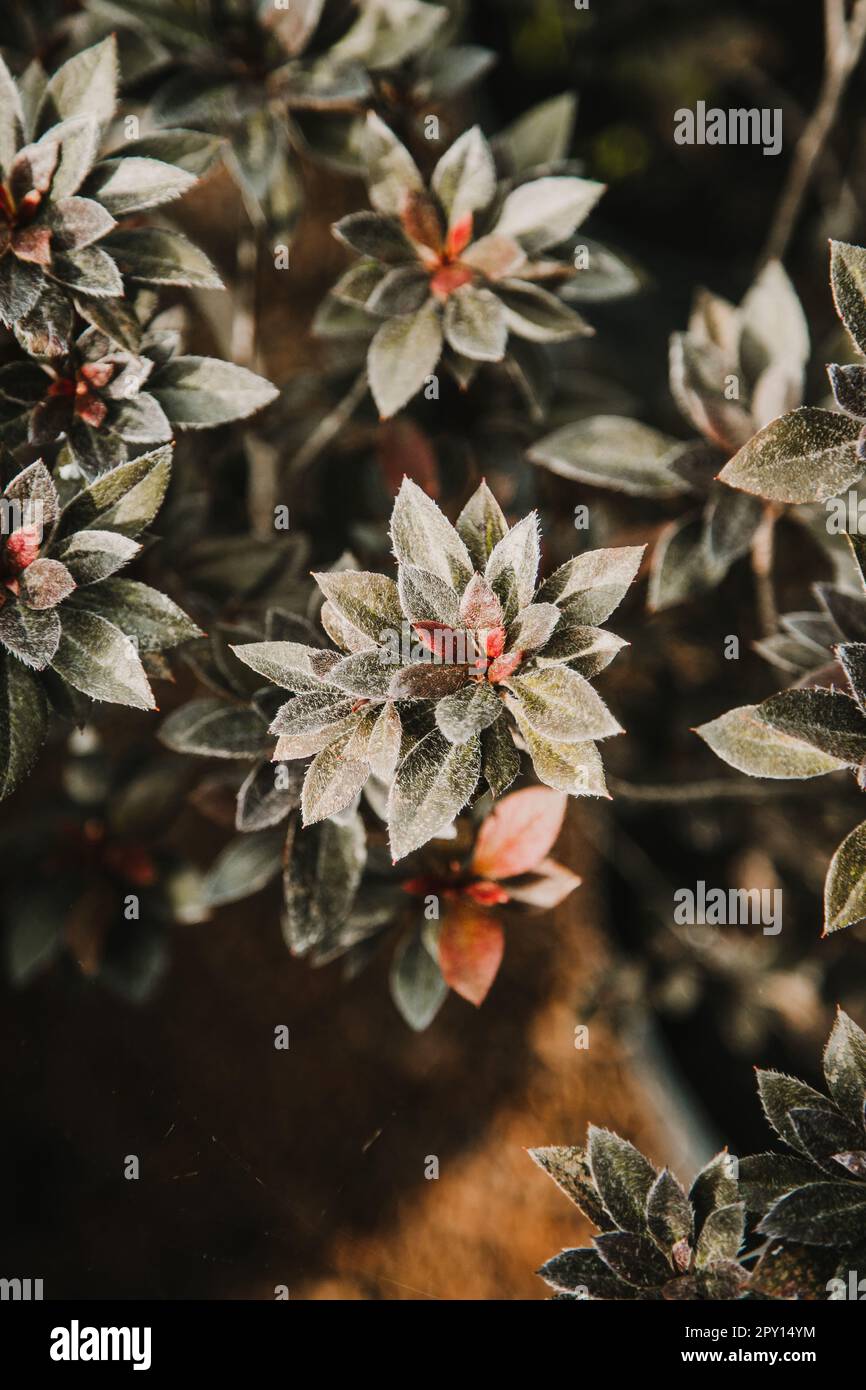 A vibrant closeup of a single Azalea plant, showcasing its bright green ...