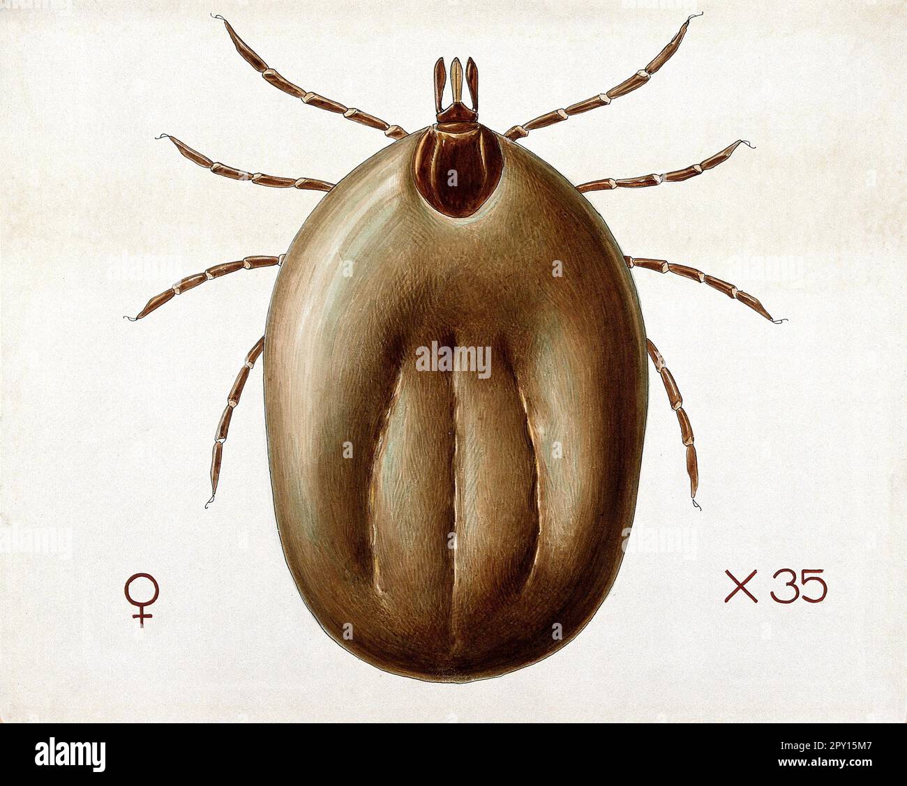 A Tick (Ixodes reduvius or Ixodes ricinus), also known as the Castor ...