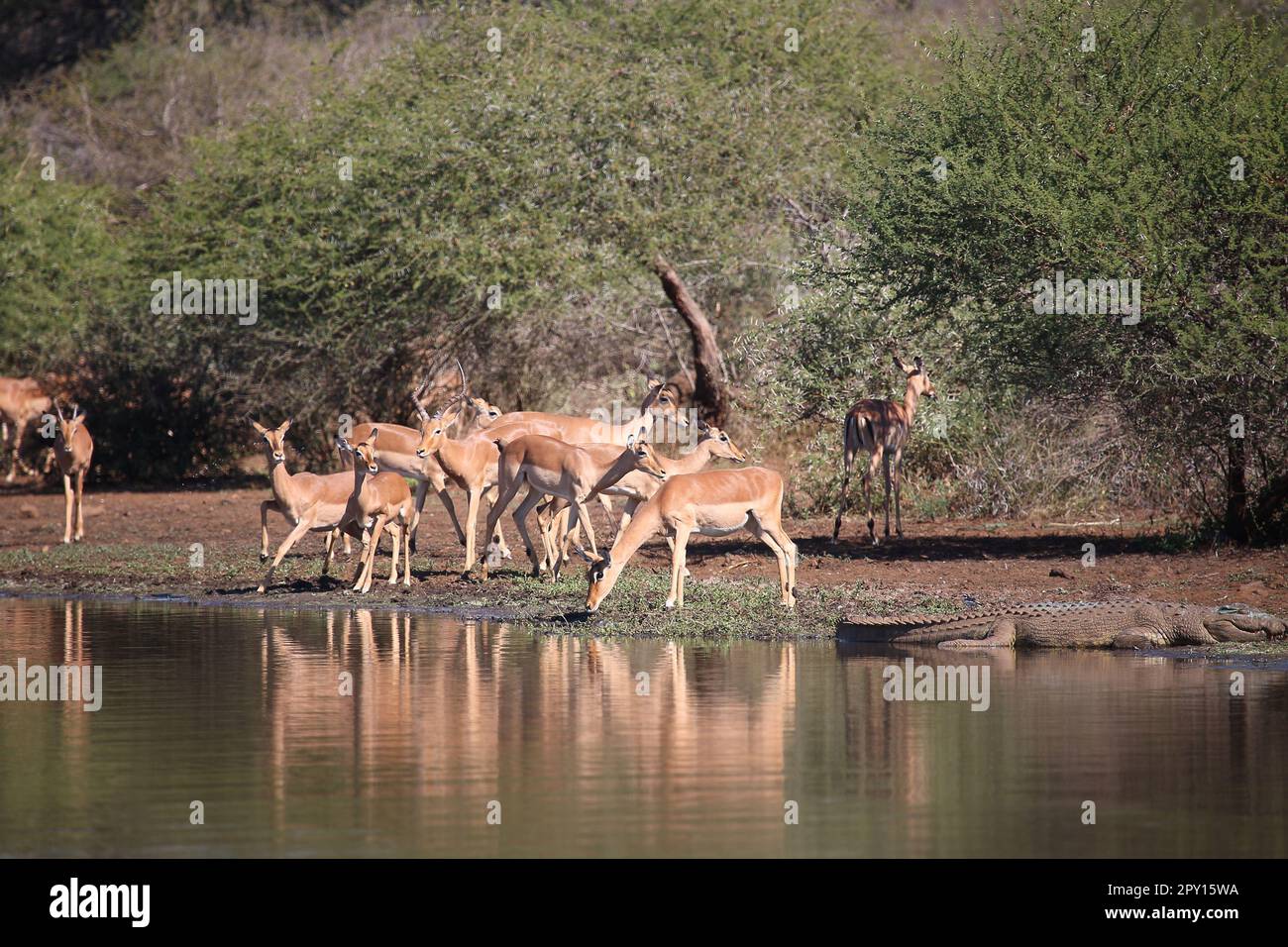 Schwarzfersenantilope und Nilkrokodil / Impala and Nile crocodile ...