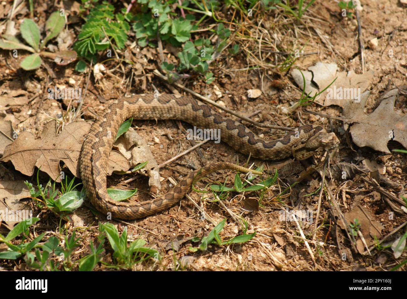 Viper Snake and nature Stock Photo - Alamy