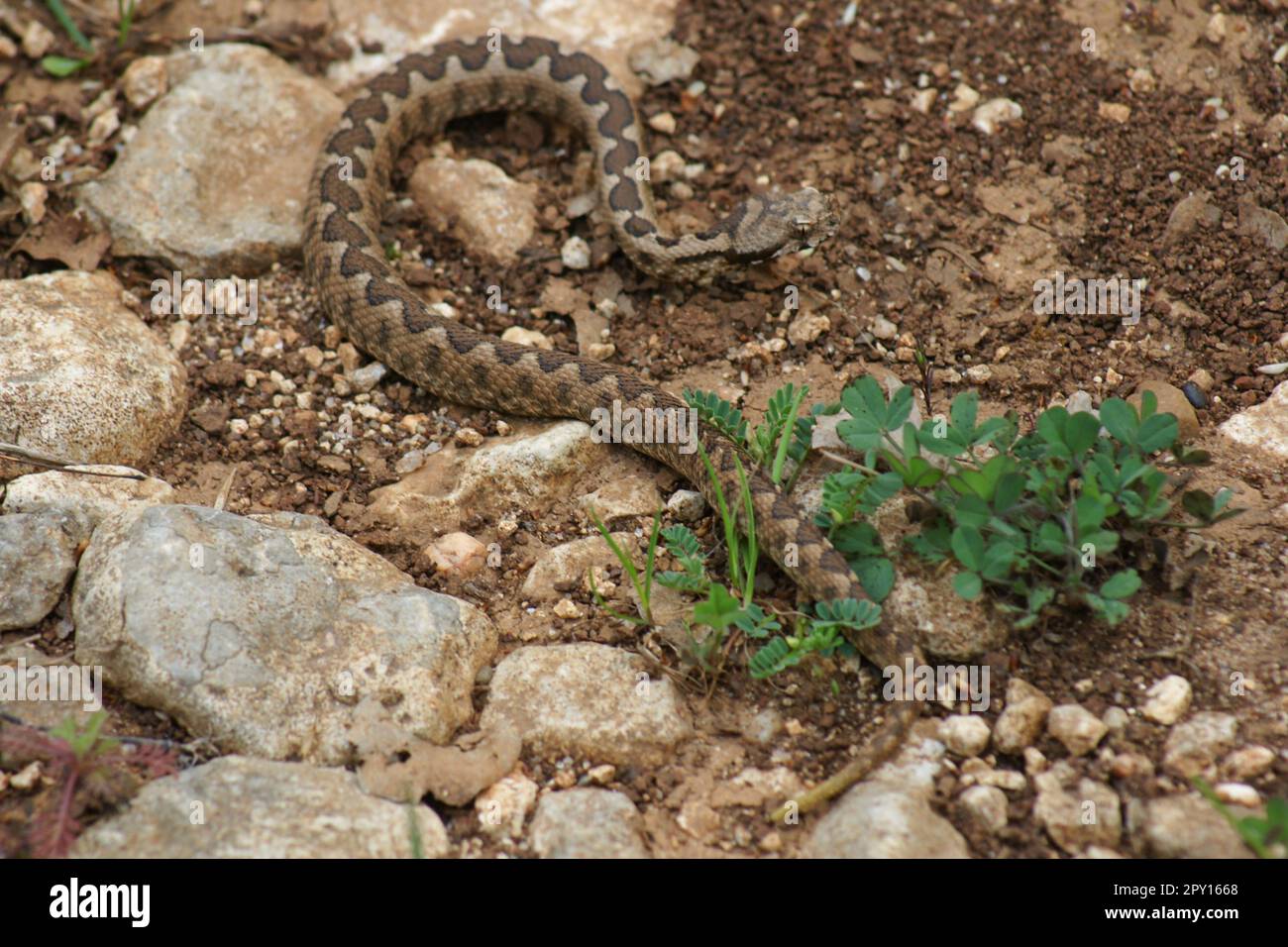 Viper Snake and nature Stock Photo - Alamy