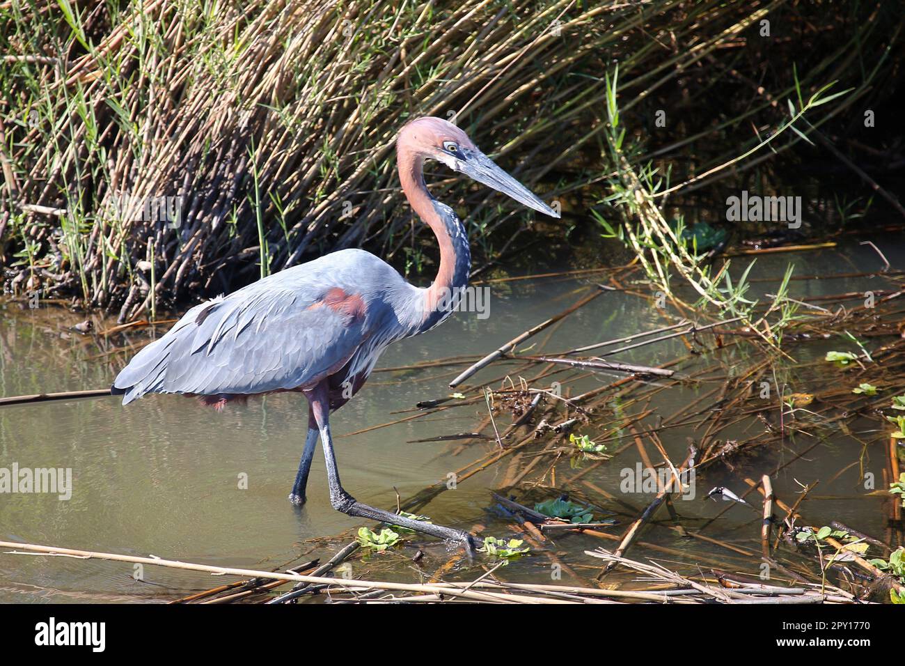 Goliathreiher / Goliath heron / Ardea goliath Stock Photo - Alamy