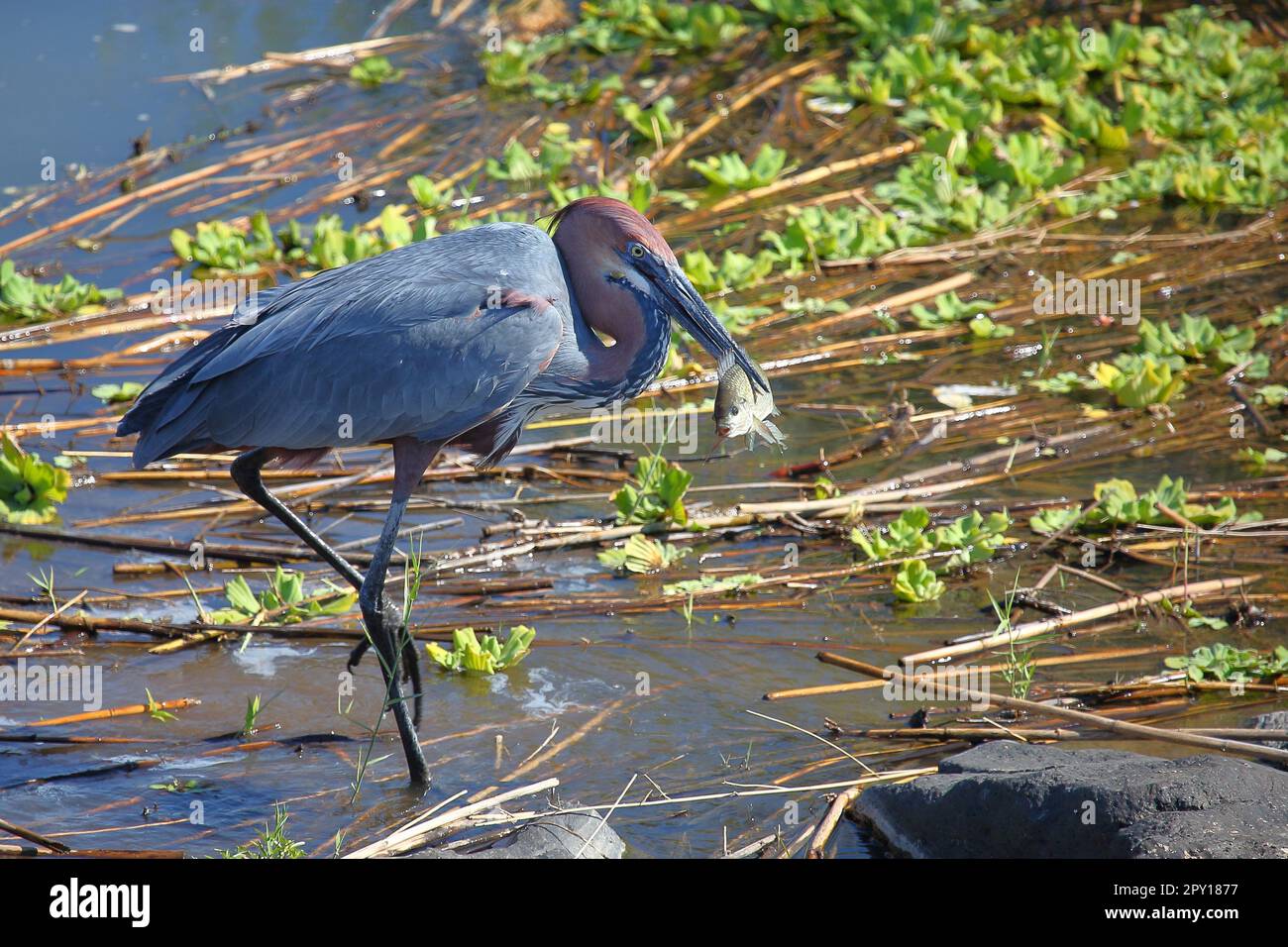 Goliathreiher / Goliath heron / Ardea goliath Stock Photo - Alamy