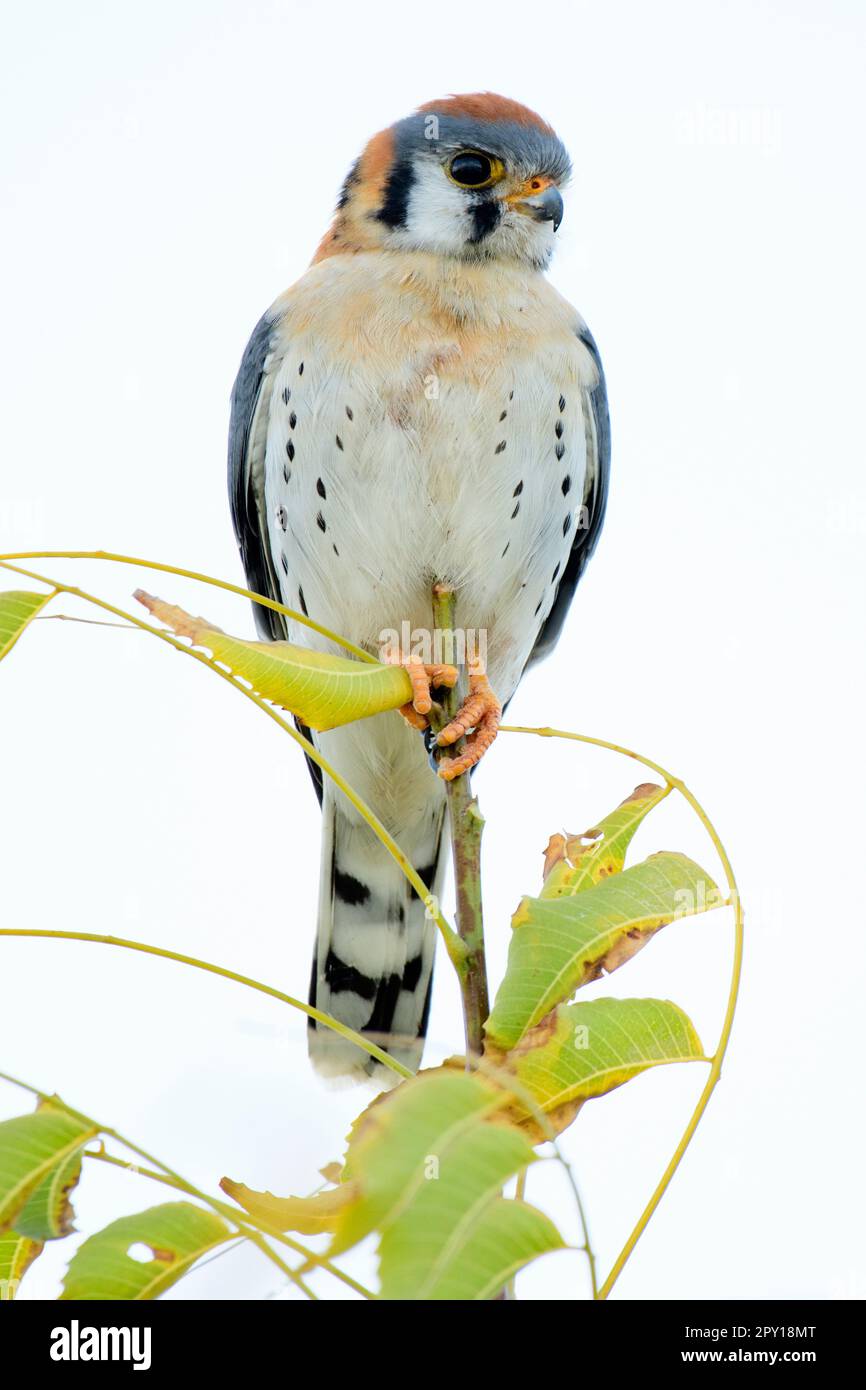 Mexico, Baja California, American kestrel, sparrow hawk, Falco ...