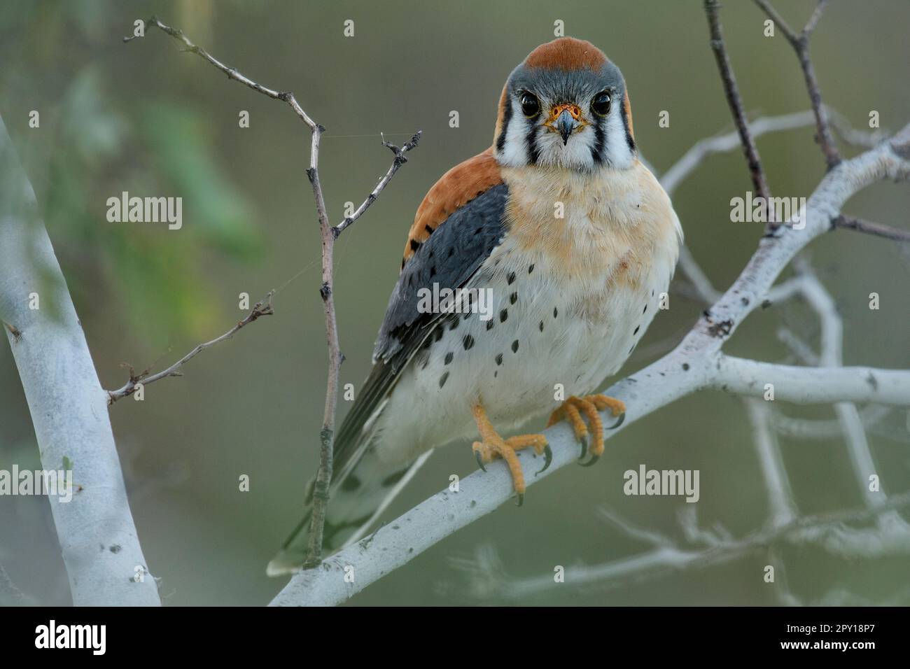 Mexico, Baja California, American kestrel Stock Photo - Alamy