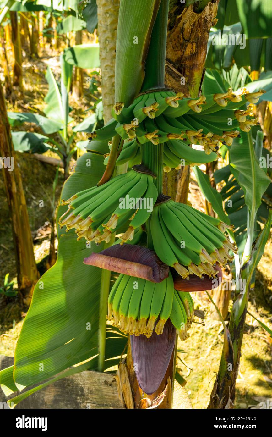 Bananna tree Saint Lucia (Saint Lucian Creole French: Sent Lisi, French ...
