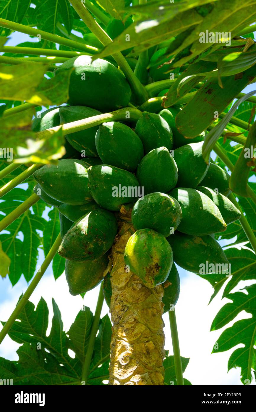 papaya tree at Saint Lucia (Saint Lucian Creole French: Sent Lisi ...