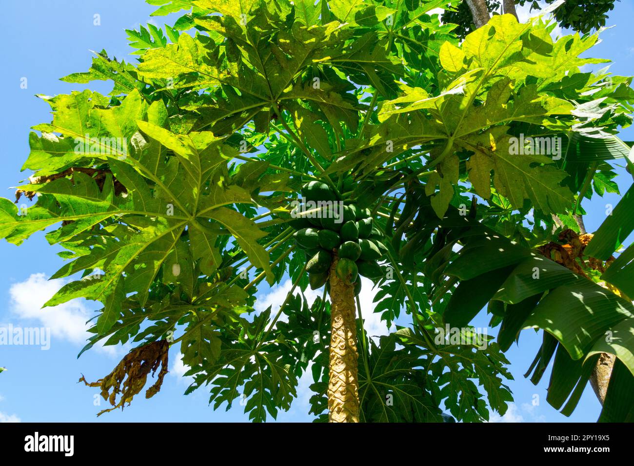 papaya tree at Saint Lucia (Saint Lucian Creole French: Sent Lisi ...