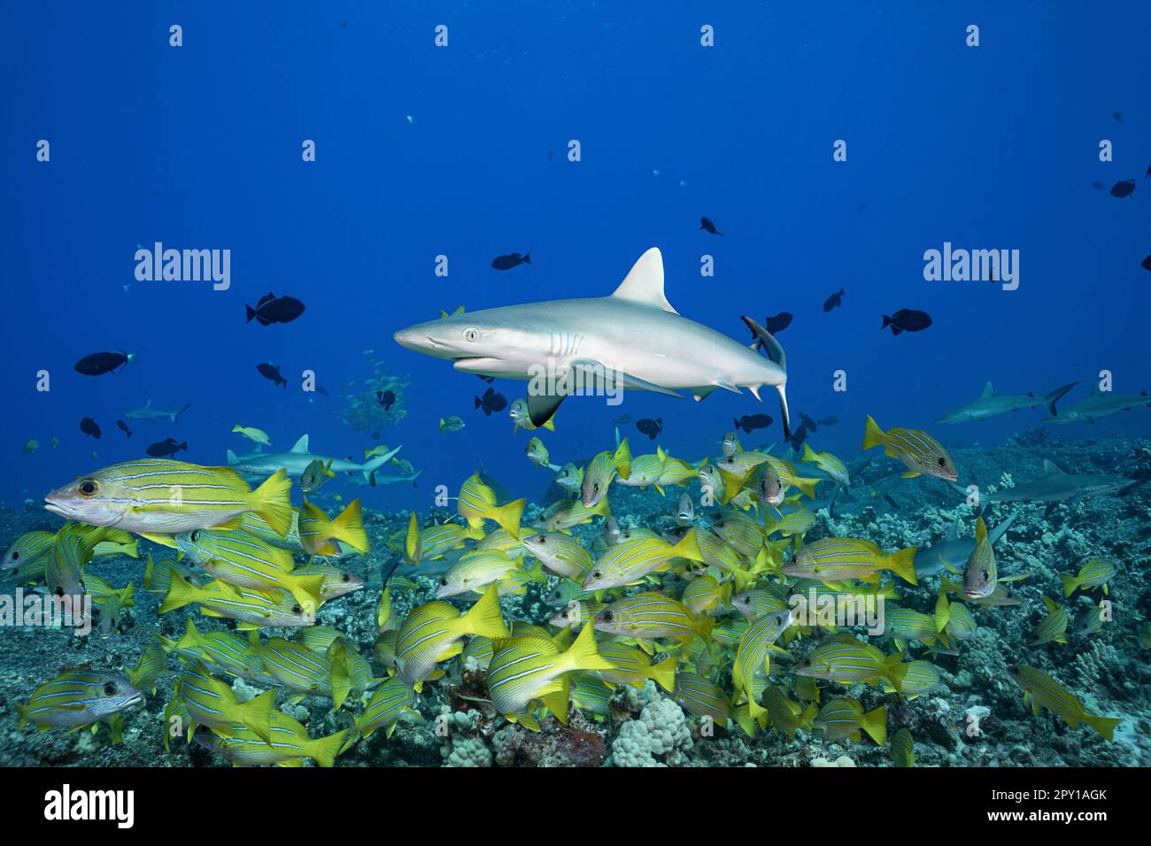 juvenile gray reef sharks, Carcharhinus amblyrhynchos, on lava rock and ...
