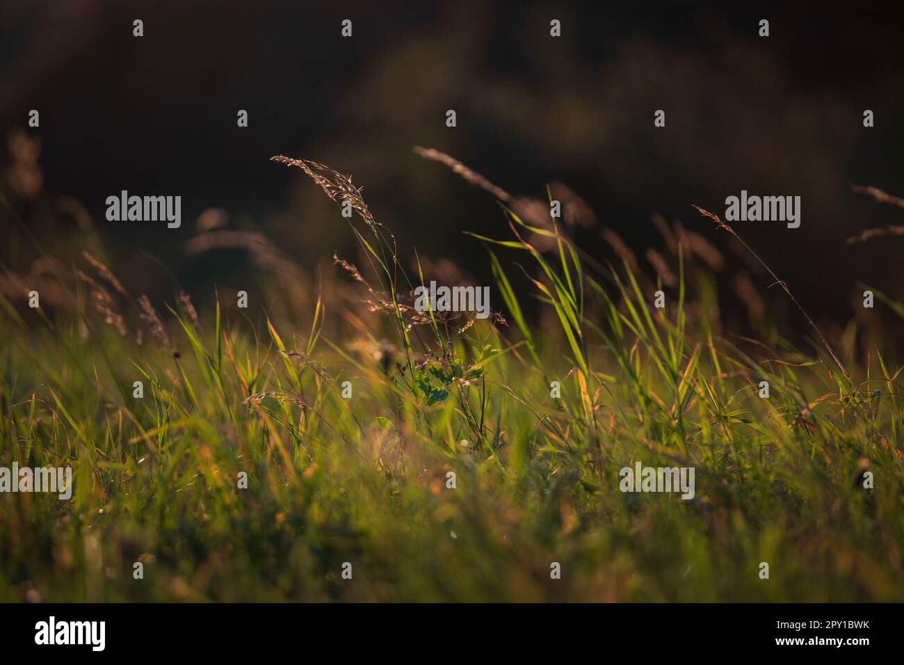 Golden grass meadow sunrise hi-res stock photography and images - Alamy